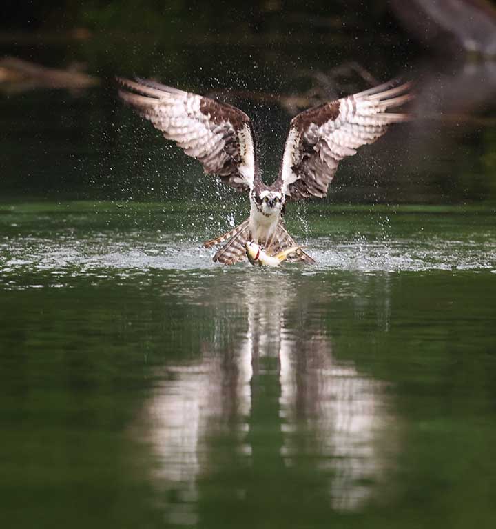 The Osprey and the Pond - Part II - Dr. P’s Veterinary Photography and ...